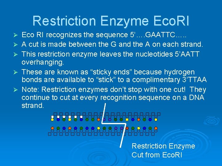 Restriction Enzymes Discovery In 1962 Werner Arber a
