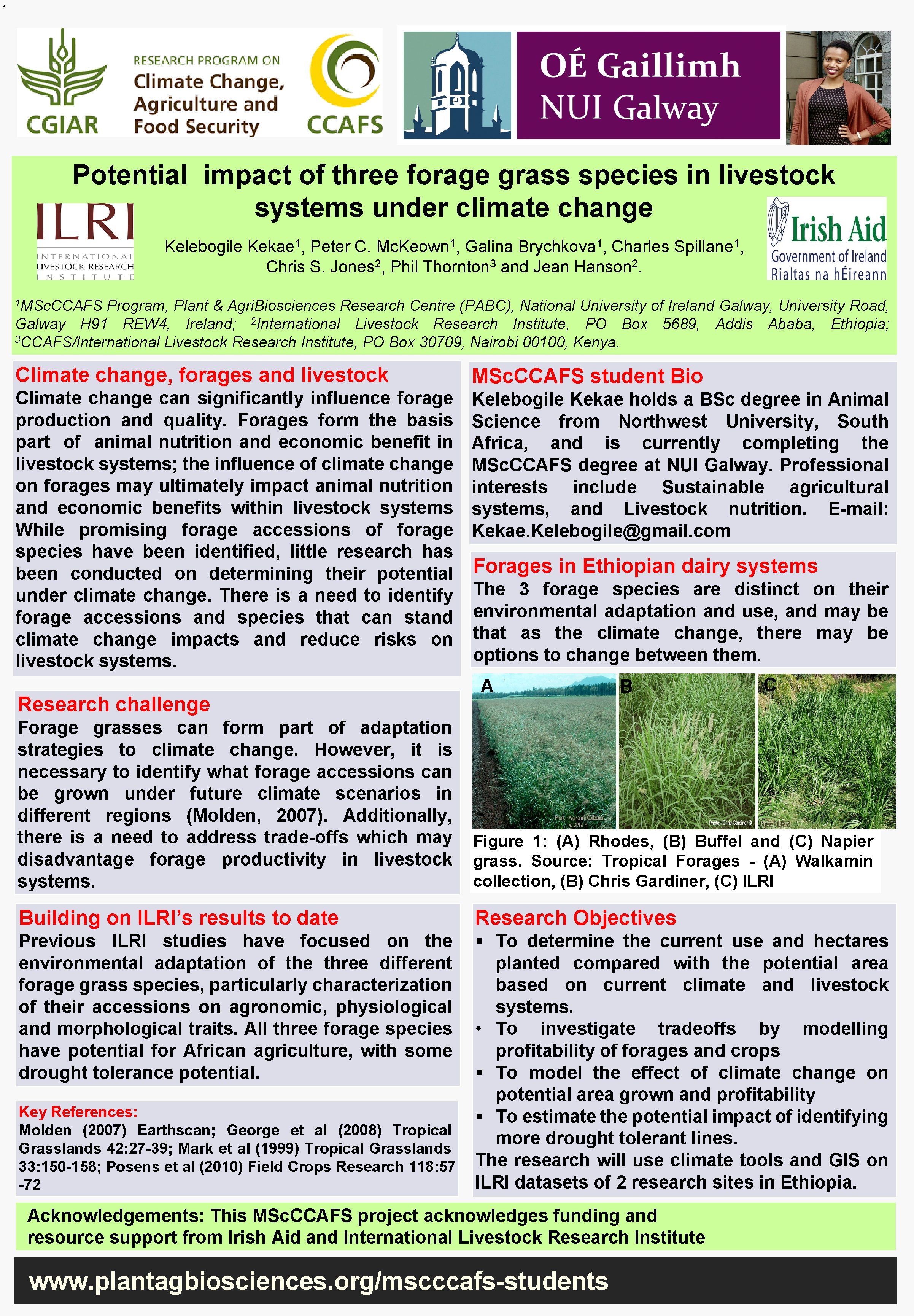 A Potential impact of three forage grass species