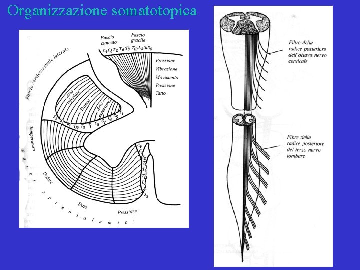 Solco mediano posteriore 8 C Rigonfiamento cervicale solco