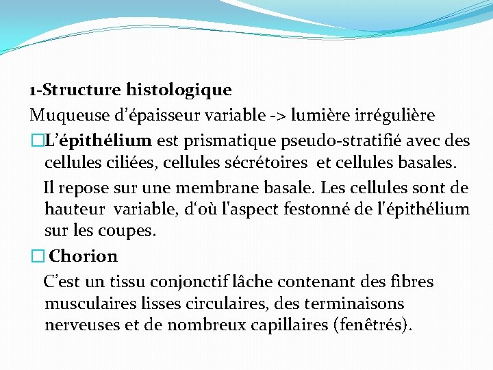 LES VOIES GENITALES MASCULINES Dr Djebien S Laboratoire