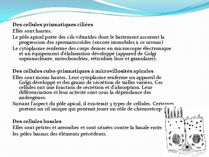 LES VOIES GENITALES MASCULINES Dr Djebien S Laboratoire