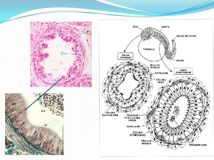 LES VOIES GENITALES MASCULINES Dr Djebien S Laboratoire