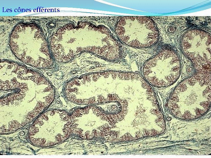 LES VOIES GENITALES MASCULINES Dr Djebien S Laboratoire