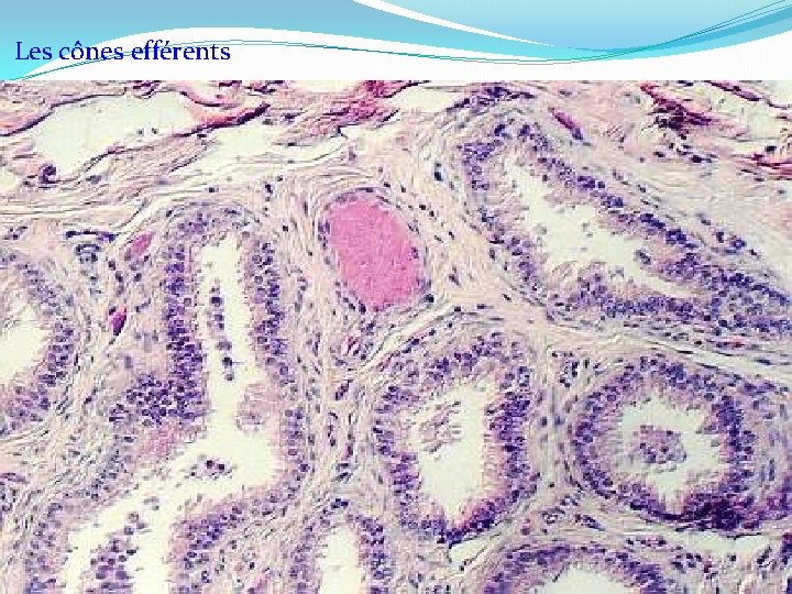 LES VOIES GENITALES MASCULINES Dr Djebien S Laboratoire