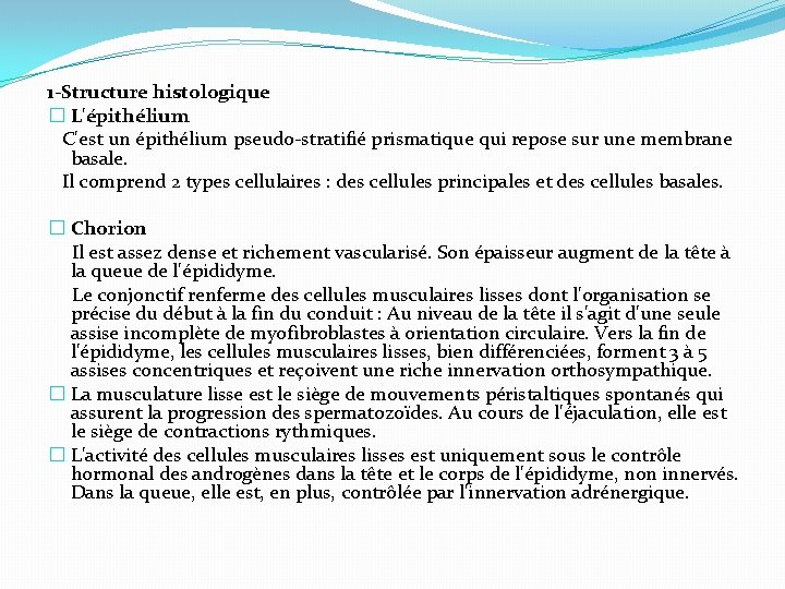 LES VOIES GENITALES MASCULINES Dr Djebien S Laboratoire