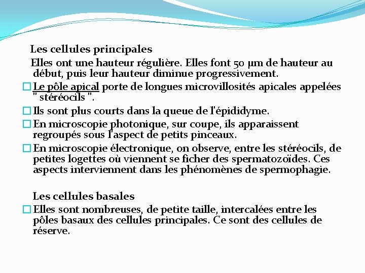 LES VOIES GENITALES MASCULINES Dr Djebien S Laboratoire