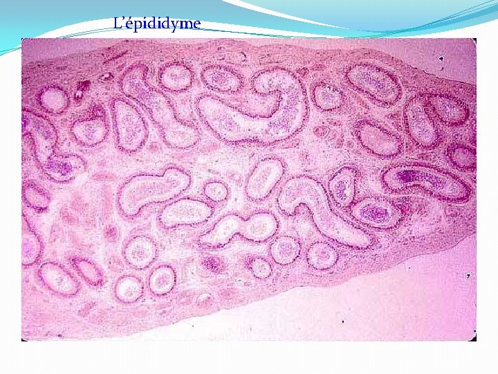 LES VOIES GENITALES MASCULINES Dr Djebien S Laboratoire