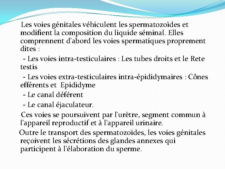 LES VOIES GENITALES MASCULINES Dr Djebien S Laboratoire