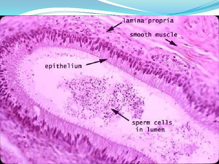 LES VOIES GENITALES MASCULINES Dr Djebien S Laboratoire