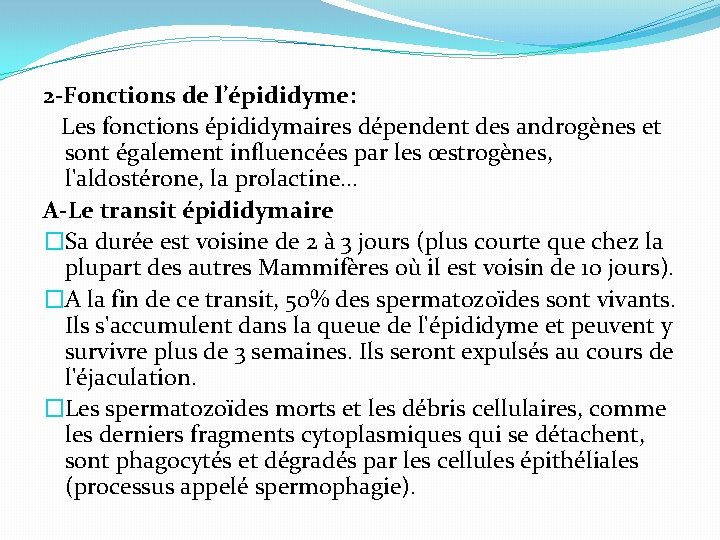 LES VOIES GENITALES MASCULINES Dr Djebien S Laboratoire