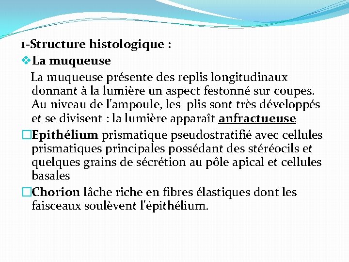 LES VOIES GENITALES MASCULINES Dr Djebien S Laboratoire