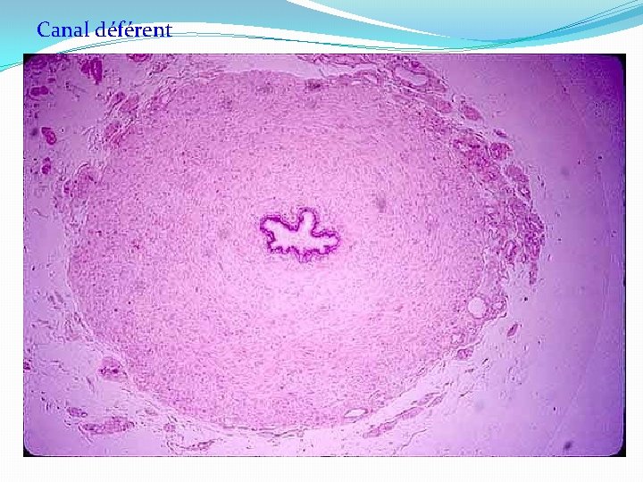 LES VOIES GENITALES MASCULINES Dr Djebien S Laboratoire