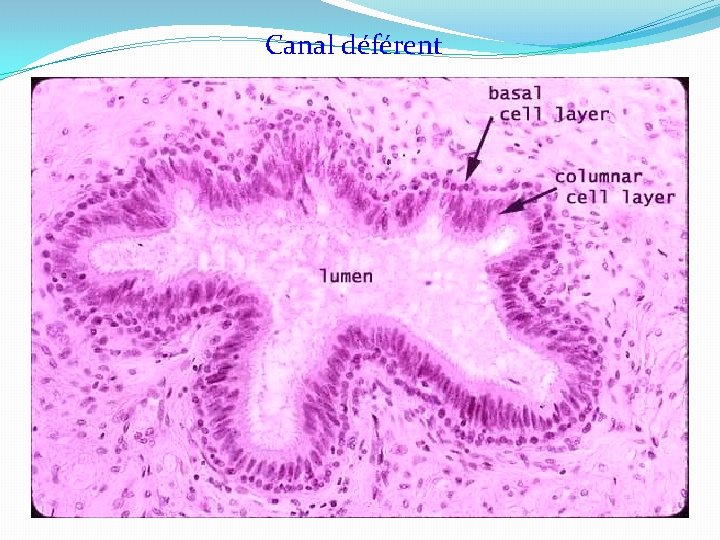 LES VOIES GENITALES MASCULINES Dr Djebien S Laboratoire