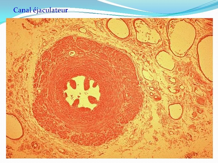 LES VOIES GENITALES MASCULINES Dr Djebien S Laboratoire