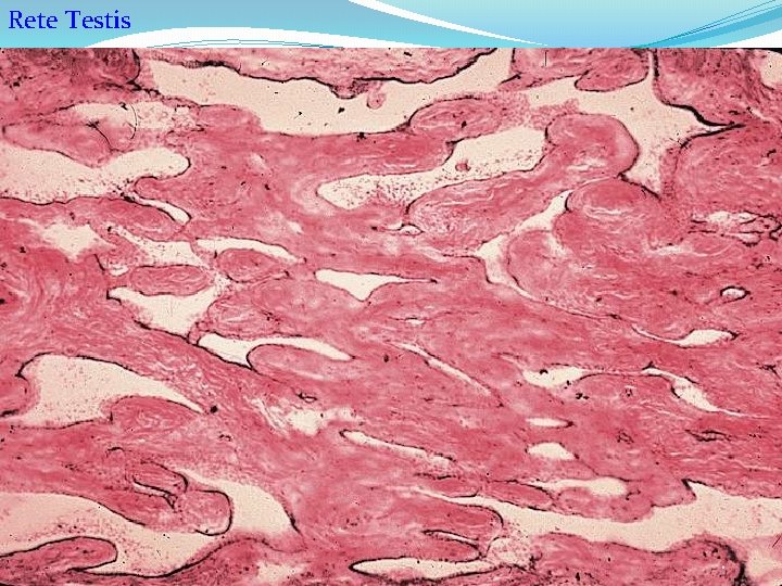 LES VOIES GENITALES MASCULINES Dr Djebien S Laboratoire