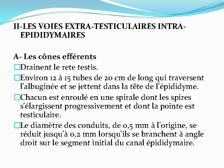 LES VOIES GENITALES MASCULINES Dr Djebien S Laboratoire