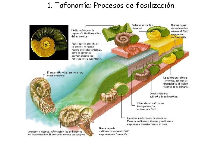 Concepto de Paleontologa Es la ciencia que trata