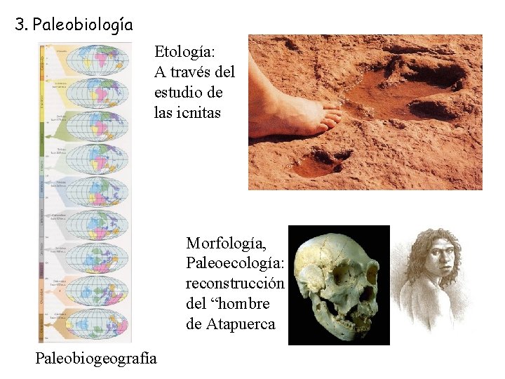 Concepto de Paleontologa Es la ciencia que trata