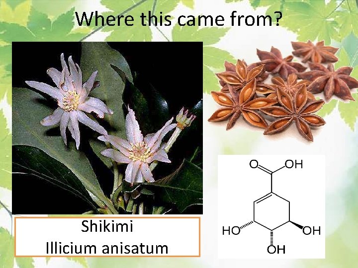 The Metabolic Pathway of Shikimic Acid Aromatic Amino