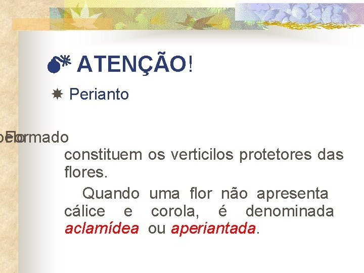 MORFOLOGIA VEGETAL FOLHA E FLOR FOLHA Conceito um