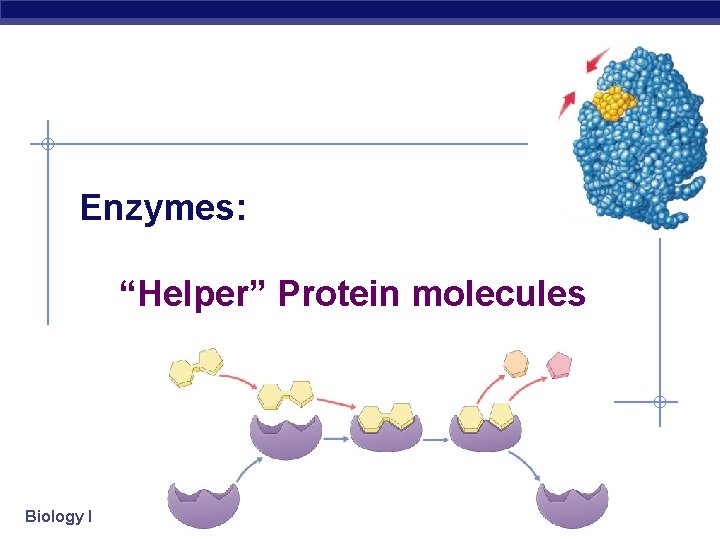 Enzymes Helper Protein molecules Biology I Flow of