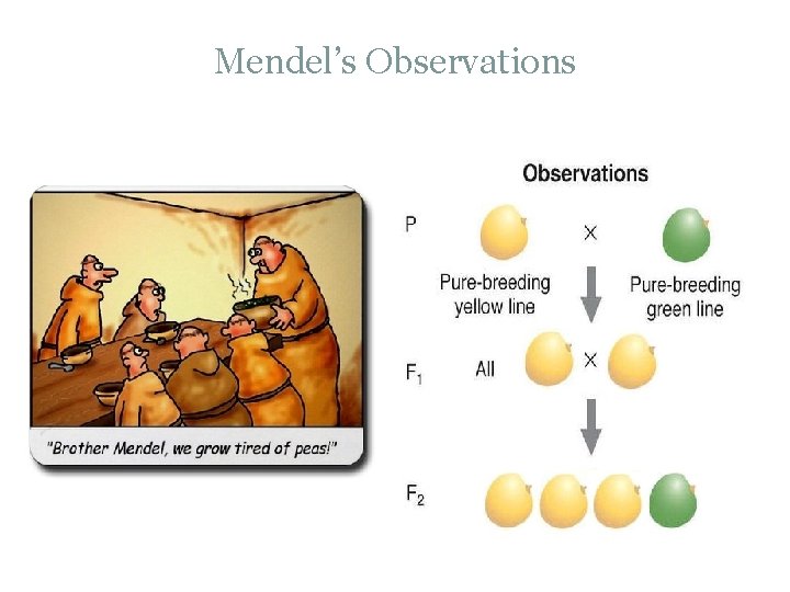 Mendelian Genetics CH 5 SEC 1 AND 2