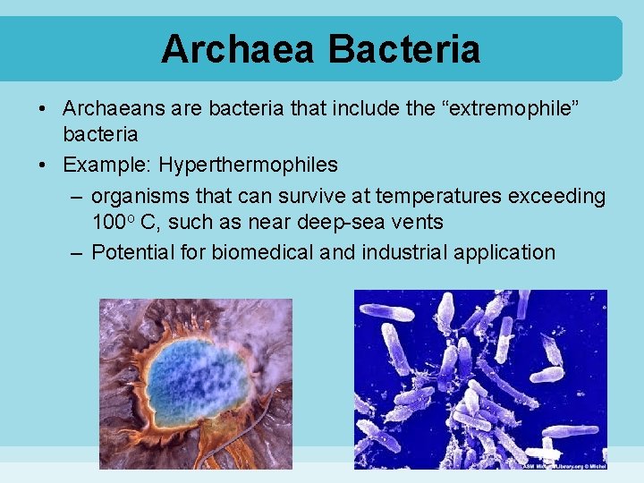 Marine Biology Chapter 6 Marine Microbes Microbes Any