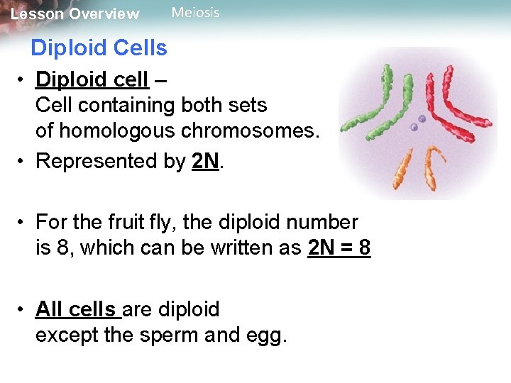 11 4 Meiosis Lesson Overview Meiosis Chromosome Number