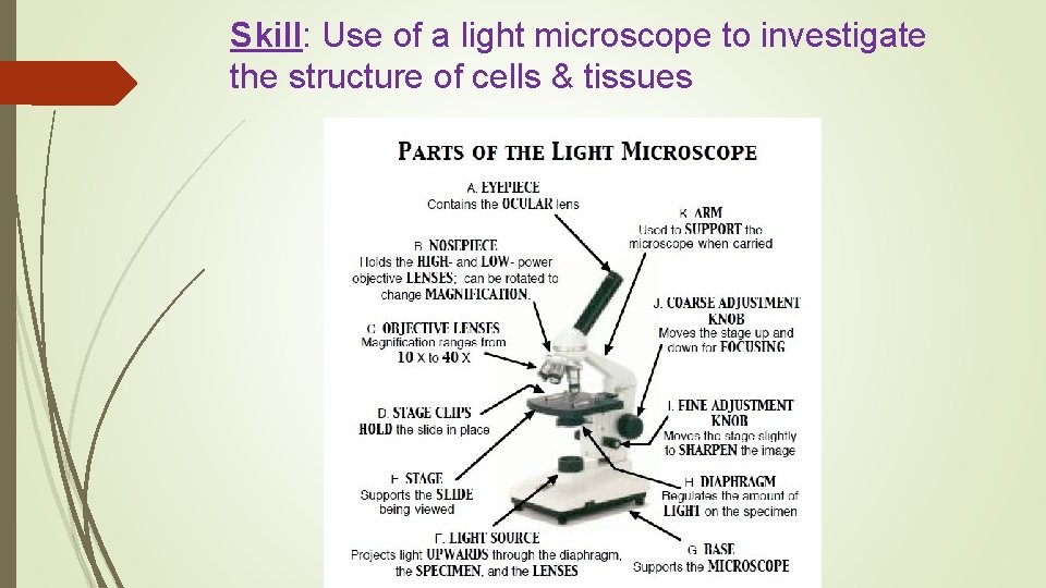 Topic 1 1 introduction to cells Understanding according