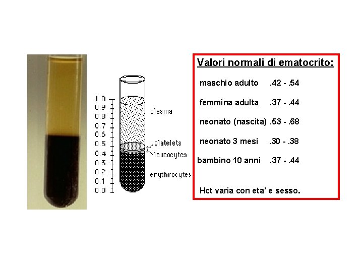 Giorno Ora Docente ARGOMENTO 11 10 2005 13