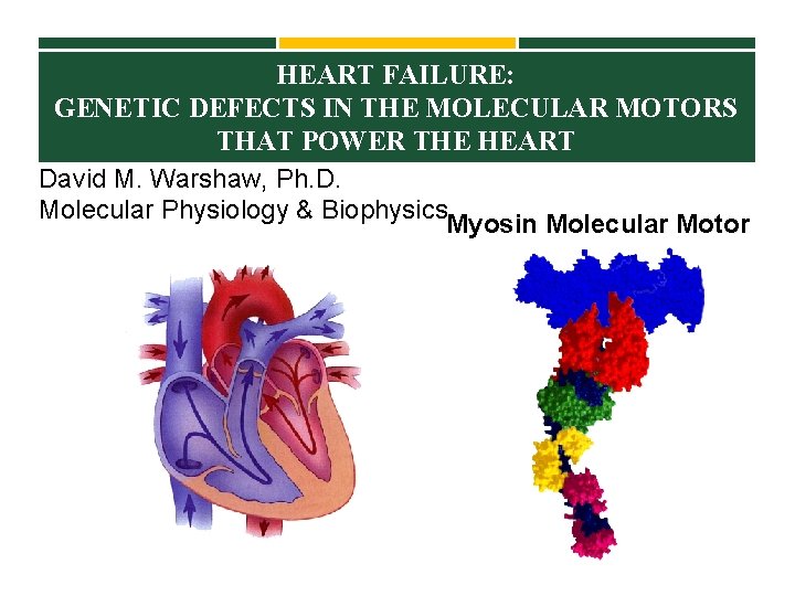 HEART FAILURE GENETIC DEFECTS IN THE MOLECULAR MOTORS