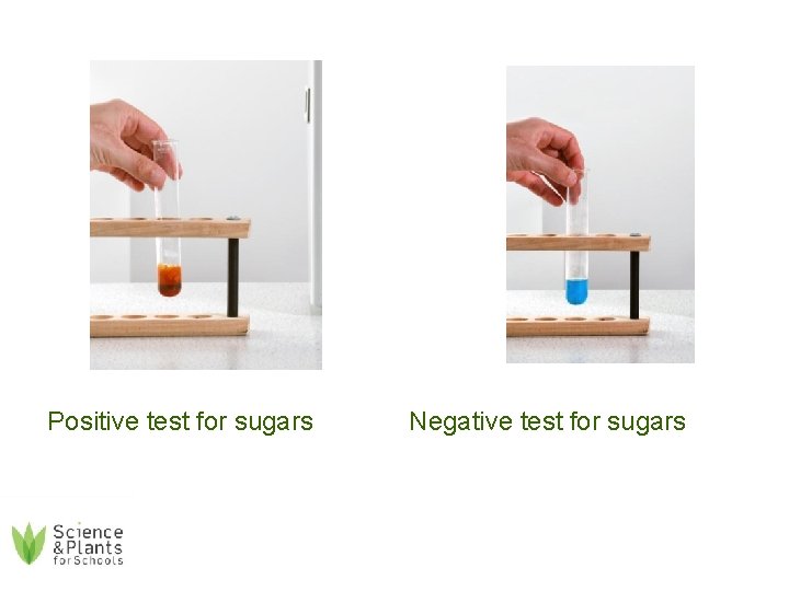 Sugar starch or cellulose What sorts of carbohydrates