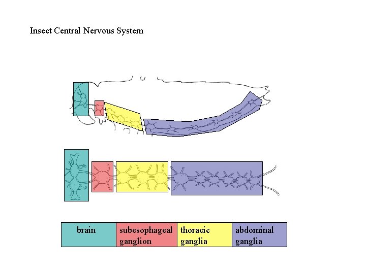 Sistema nervioso de los insectos Los insectos poseen