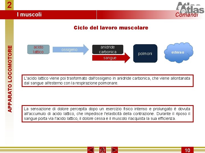 2 APPARATO LOCOMOTORE I muscoli e le ossa