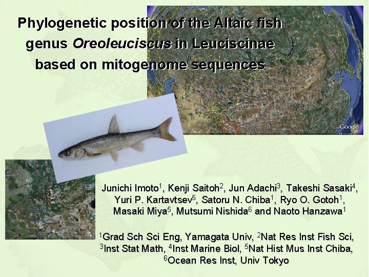 Phylogenetic position of the Altaic fish genus Oreoleuciscus
