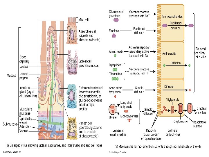 Hormonal control in the Digestive system Gastric hormones