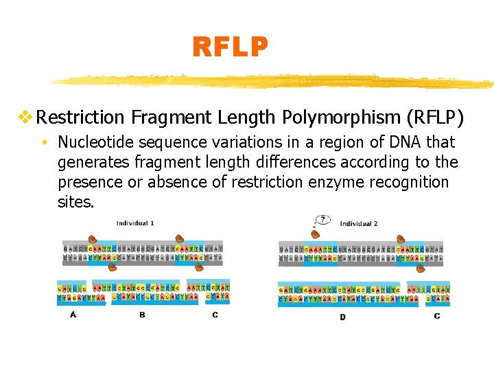 Chapter 8 DNA Fingerprinting and Forensic Analysis Introduction