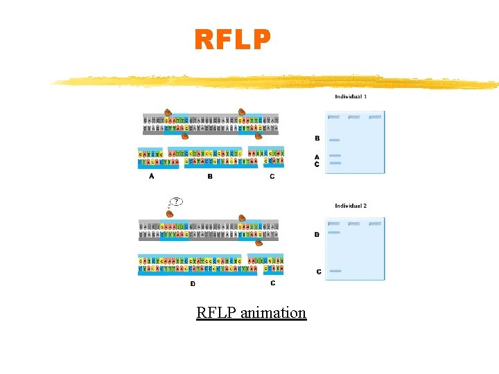 Chapter 8 DNA Fingerprinting and Forensic Analysis Introduction