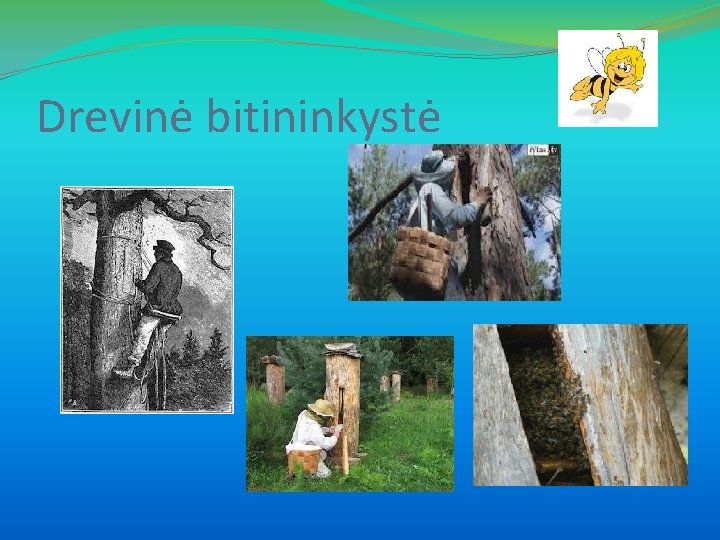 Bits ir bitininkyst Pareng Alytaus Vidzgirio pagrindins mokyklos
