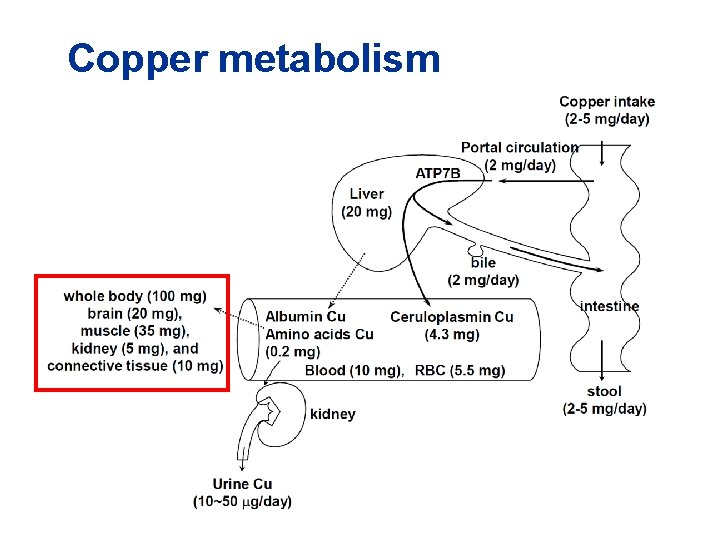 Wilson disease Beyond the liver and brain Talk