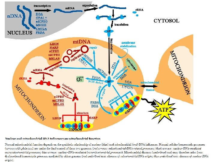 Leber hereditary optic neuropathy LHON By Dr Bita