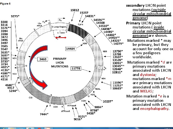 Leber hereditary optic neuropathy LHON By Dr Bita