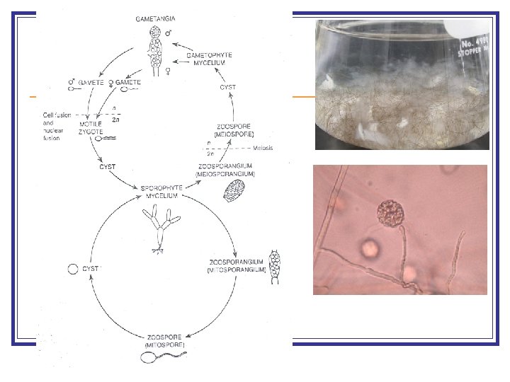 Kingdom Fungi Introduction Prof Khaled AbuElteen Objectives Introduction