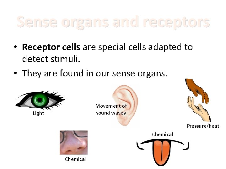 Learning Objectives How and why do organisms respond