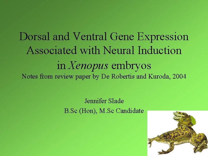 Dorsal and Ventral Gene Expression Associated with Neural