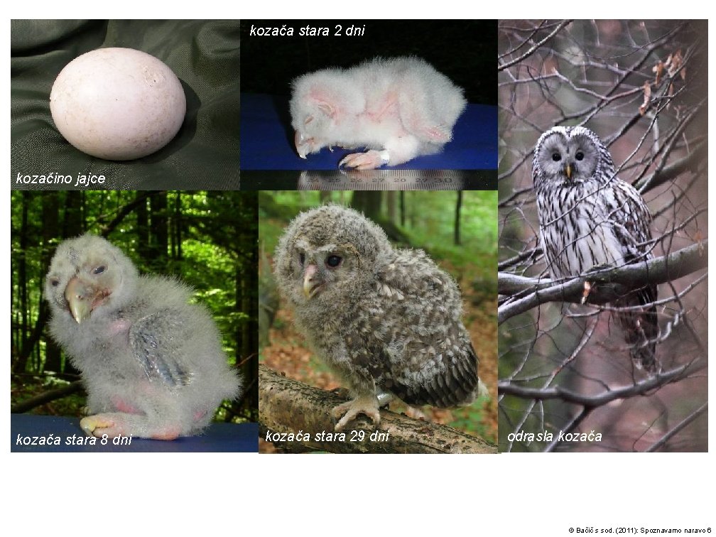 Spoznavamo naravo 6 Tinka Bai Mojca Vilfan Simona