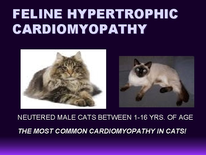 DISEASES OF THE CARDIOVASCULAR SYSTEM CARDIOMYOPATHIES FELINE HYPERTROPHIC