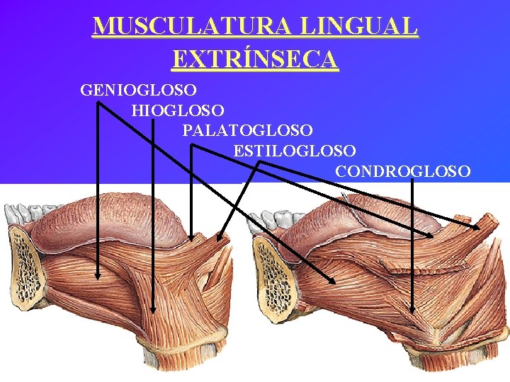 Tema 4 1 Vsceras de Cabeza y Cuello