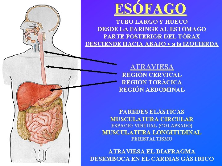 Tema 4 1 Vsceras de Cabeza y Cuello
