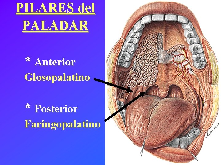Tema 4 1 Vsceras de Cabeza y Cuello
